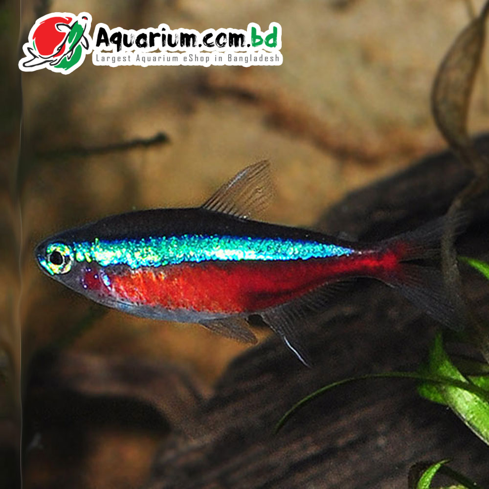 Cardinal Tetra – Nature Aquatics